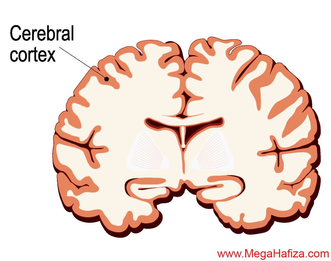 Serebral Korteks Nedir? Cerebral Cortex Nedir – Beynimizi Tanıyalım