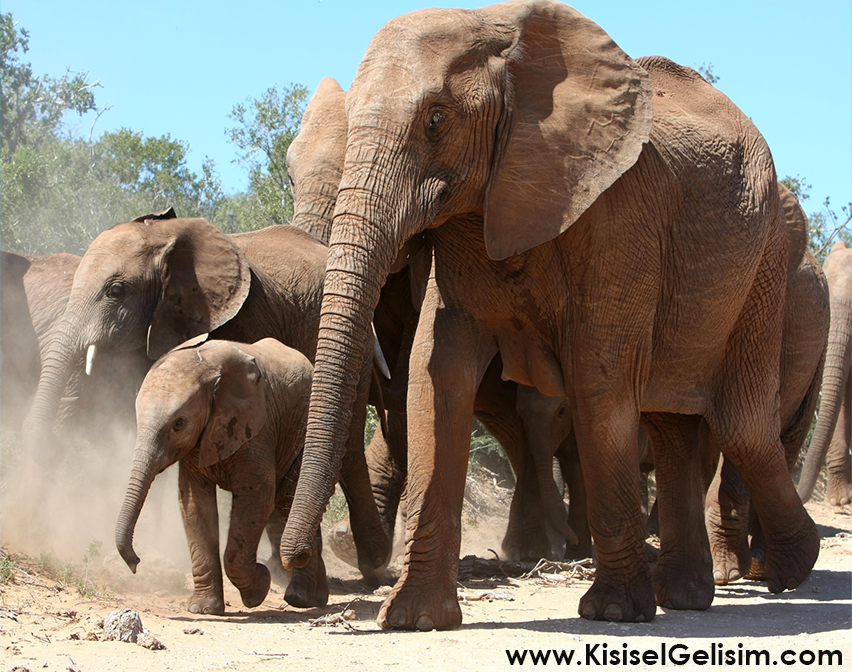 Fil Hafızası - Filler Gerçekten Unutmaz mı?
