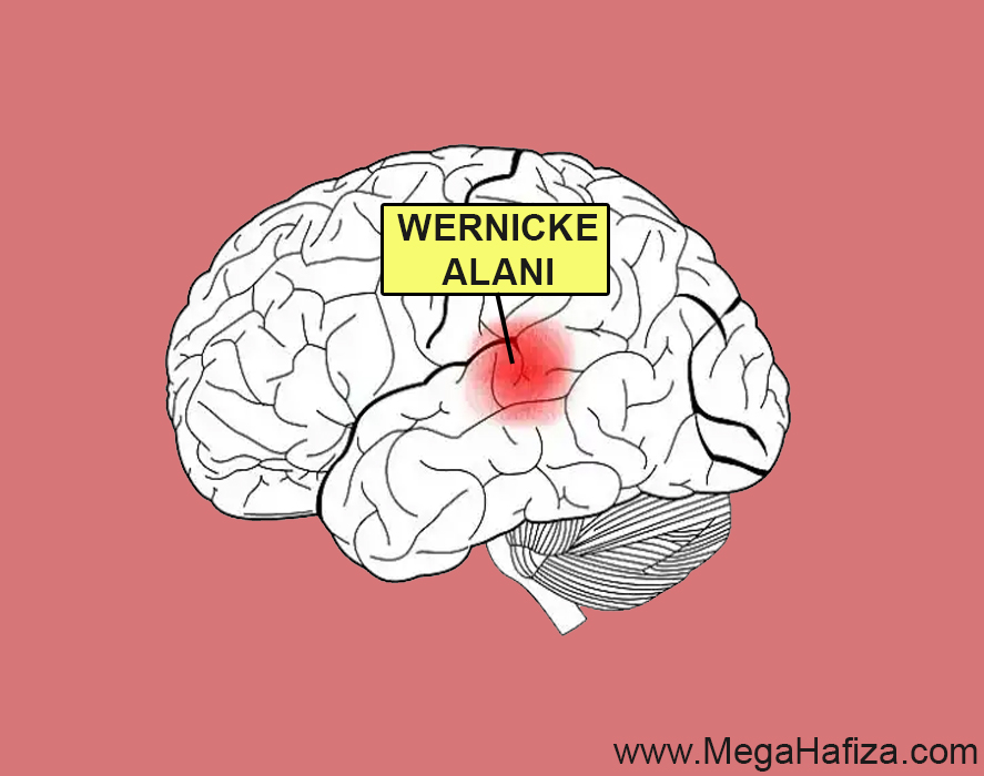 Wernicke Alanı - Beynimizi Tanıyalım