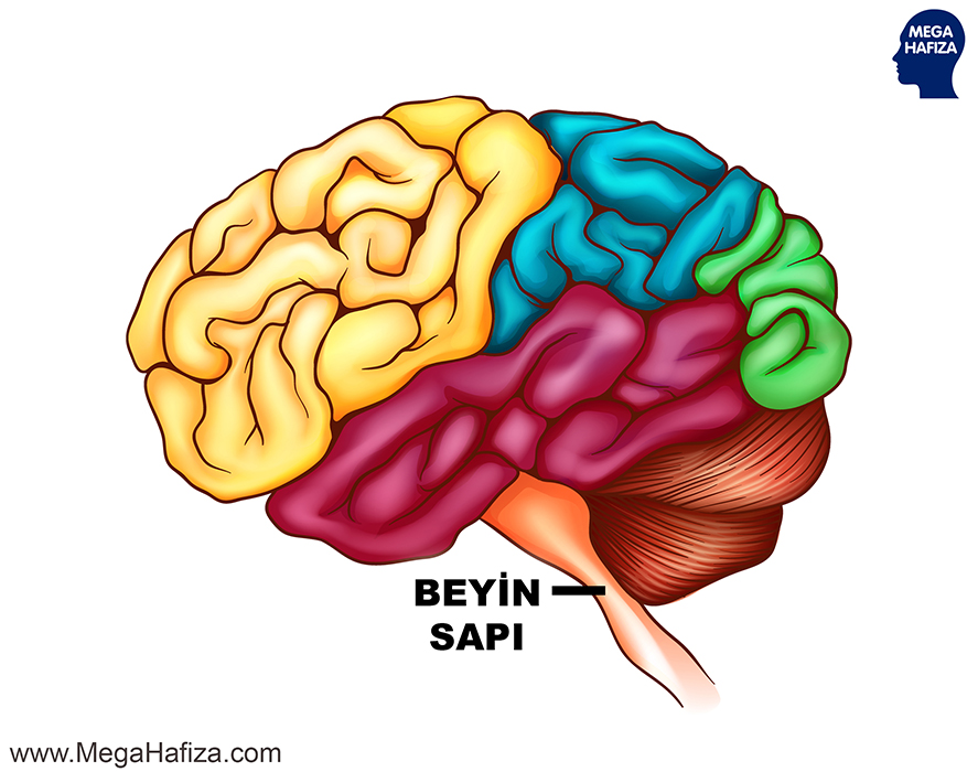 Beyin Haritası Beyin Sapı Brain Map Brain Stem