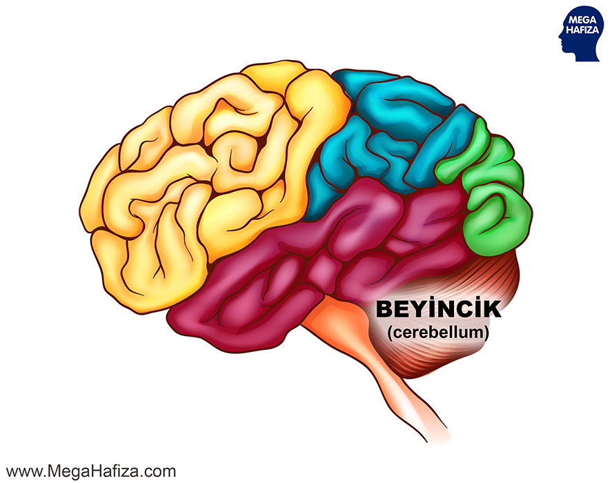 Beyin Haritası - Beyincik (Brain Map - Cerebellum)