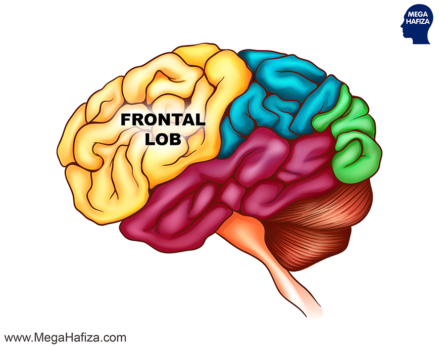 Beyin Haritası - Frontal Loblar (Brain Map - Frontal Lobes) - Kişisel ...