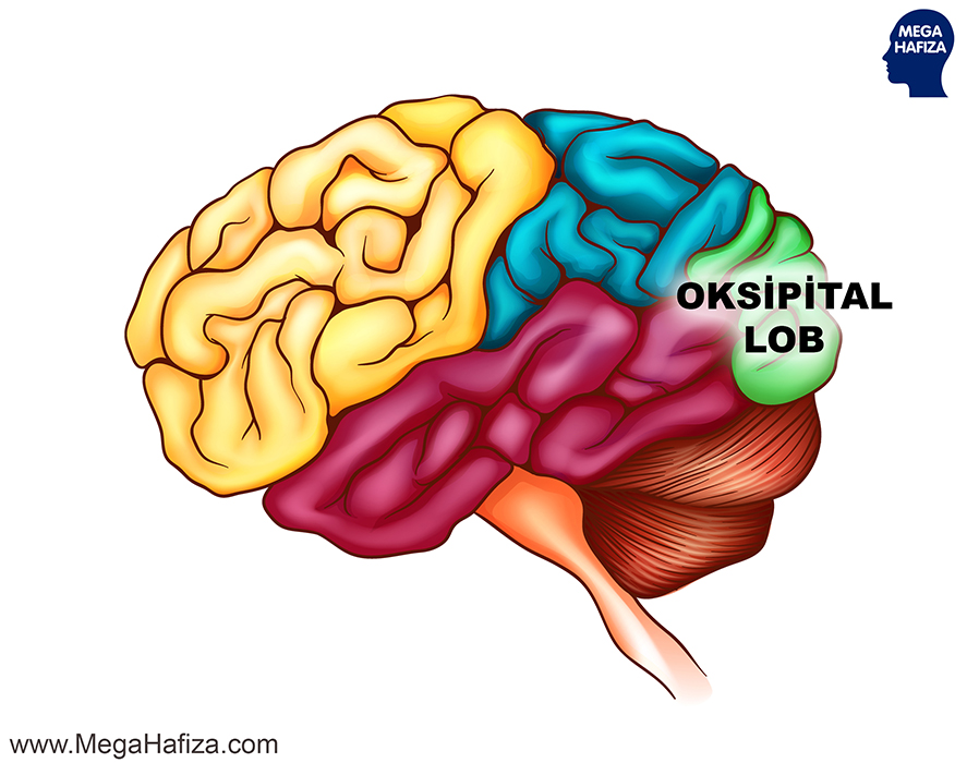 Beyin Haritası - Oksipital Loblar (Brain Map - Occipital Lobes)