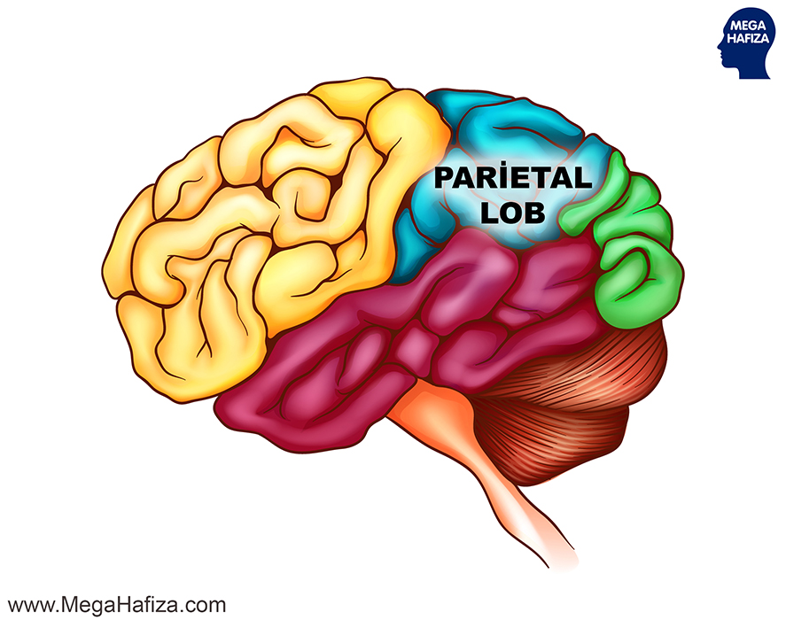 Beyin Haritası - Parietal Loblar (Brain Map - Parietal Lobes)