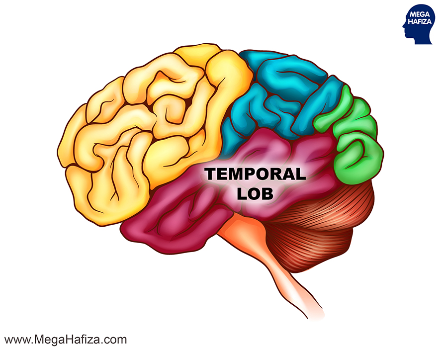 Beyin Haritası - Temporal Loblar (Brain Map - Temporal Lobes)