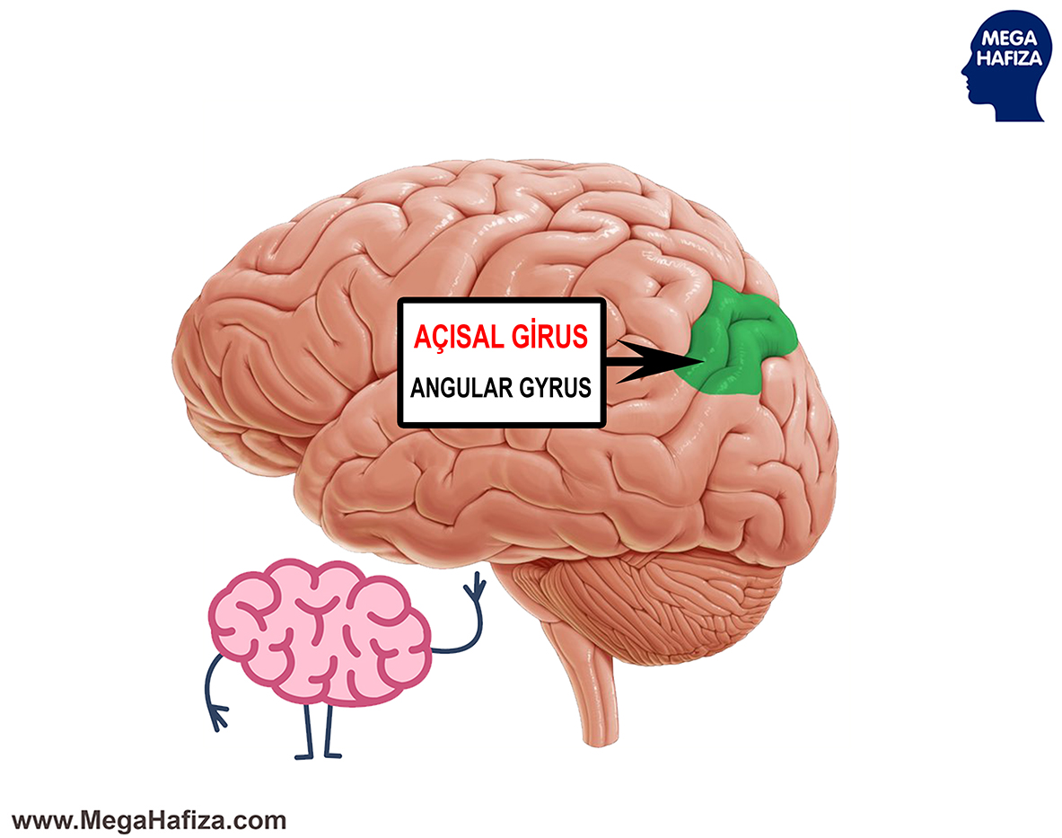 Açısal Girus (Angular Gyrus) - Okuma ve Anlama İşleminde Görevi Nedir?