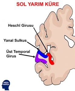 Heschl Girusu (Heschl's Gyrus) - Konuşmanın ve Okumanın Anahtarı