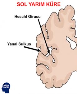 Heschl Girusu (Heschl's Gyrus) - Konuşmanın ve Okumanın Anahtarı