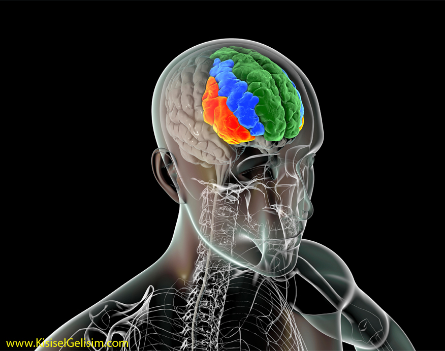Prefrontal Korteks - Bilge Kaptan İş Başında; Duyguları Düzenliyor ...