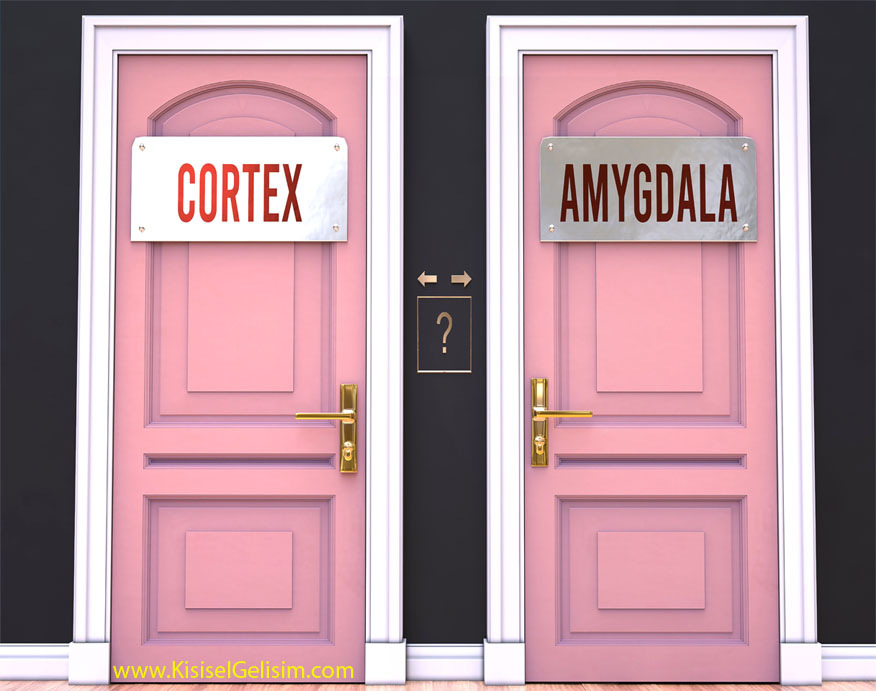 Amigdala - Beynin Alarm Merkezi ve Tehdit Algısı
