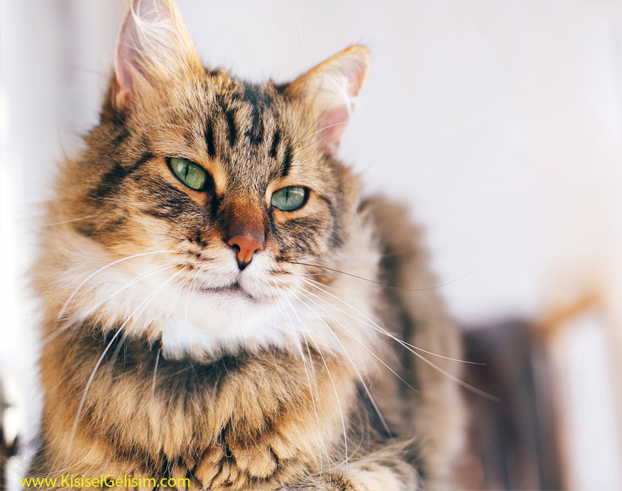 Kedi Beslemek - Birlikte Yaşamanın Sessiz Psikolojisi